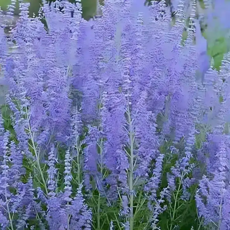 August Plant Of The Month Perovskia Atriplicifolia Blue