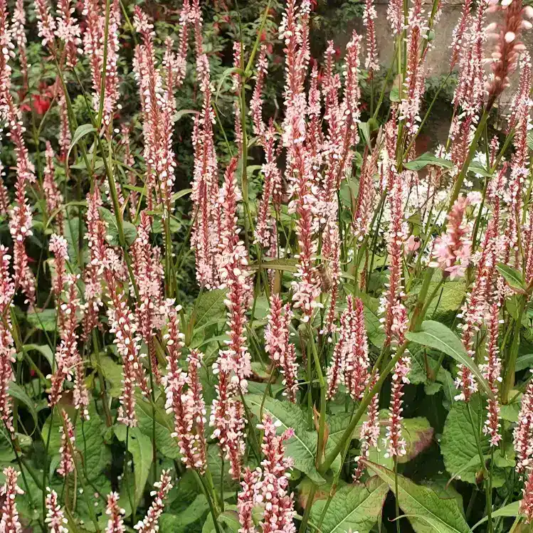 Persicaria amplexicaulis 'Rosea' | Middleton Nurseries