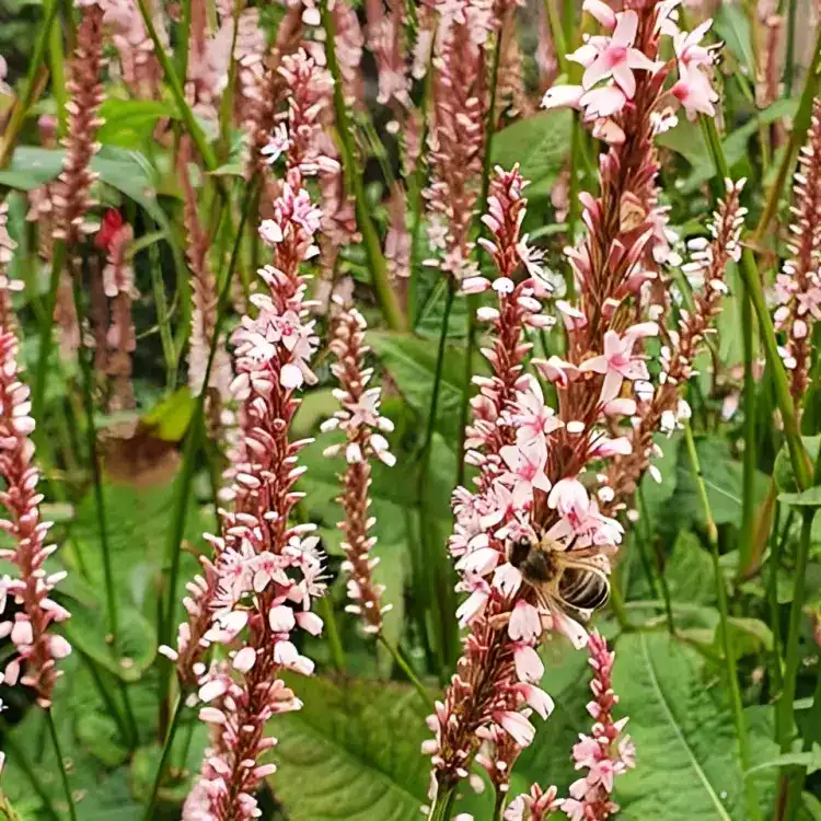 Persicaria amplexicaulis 'Rosea' - Middleton Nurseries