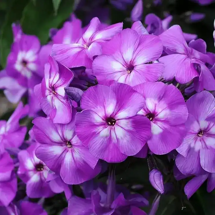 Phlox Paniculata Top Shelf 'Purple Kiss' | Middleton Nurseries