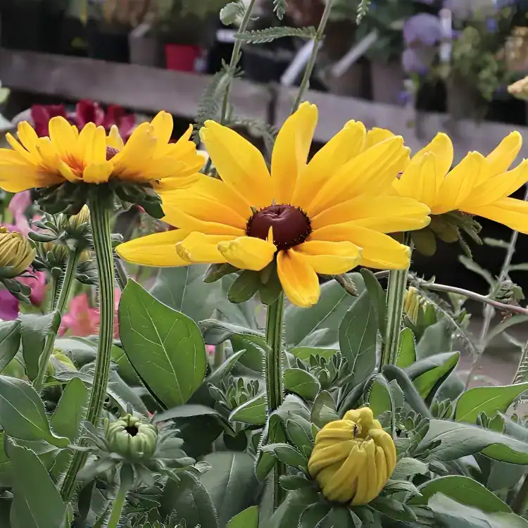 Rudbeckia Sunbeckia 'Maya' | Middleton Nurseries