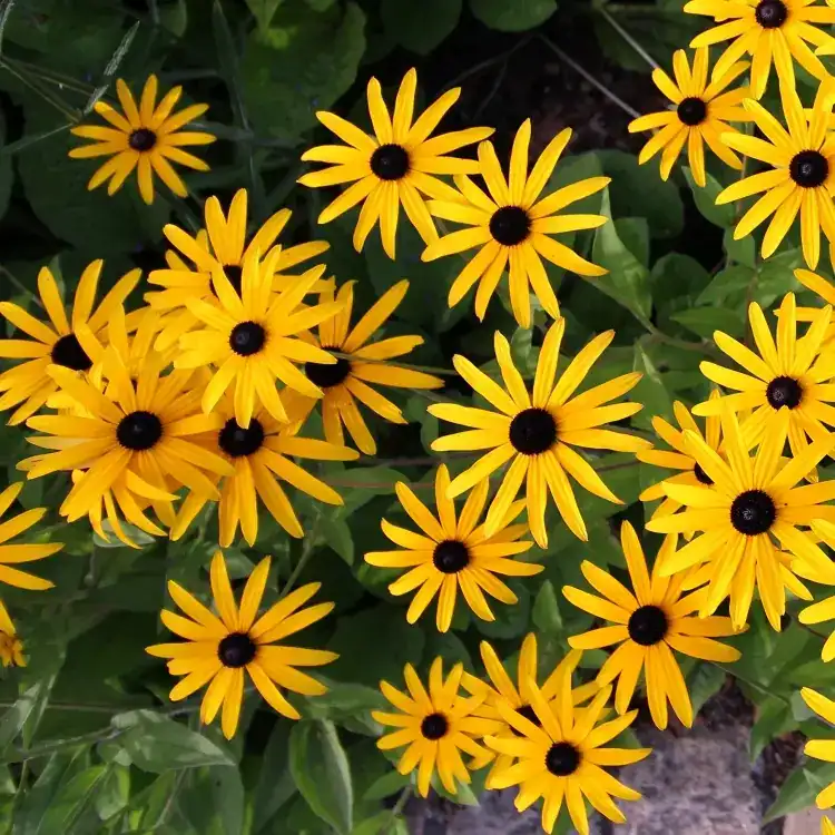 Rudbeckia fulgida 'Forever Gold' - Middleton Nurseries