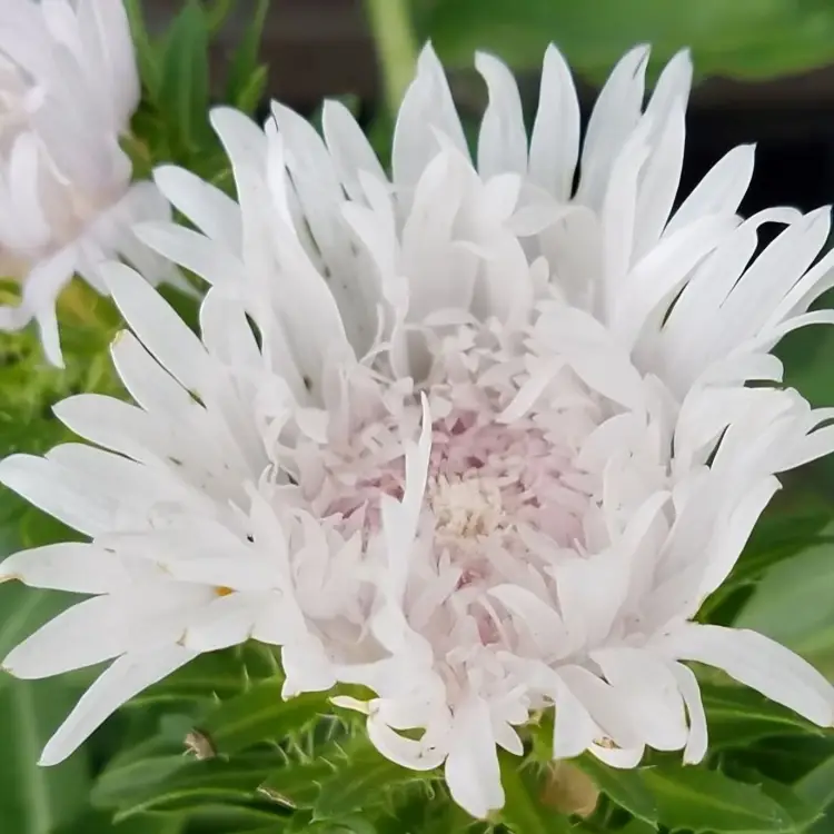 Stokesia laevis 'Divinity' | Middleton Nurseries