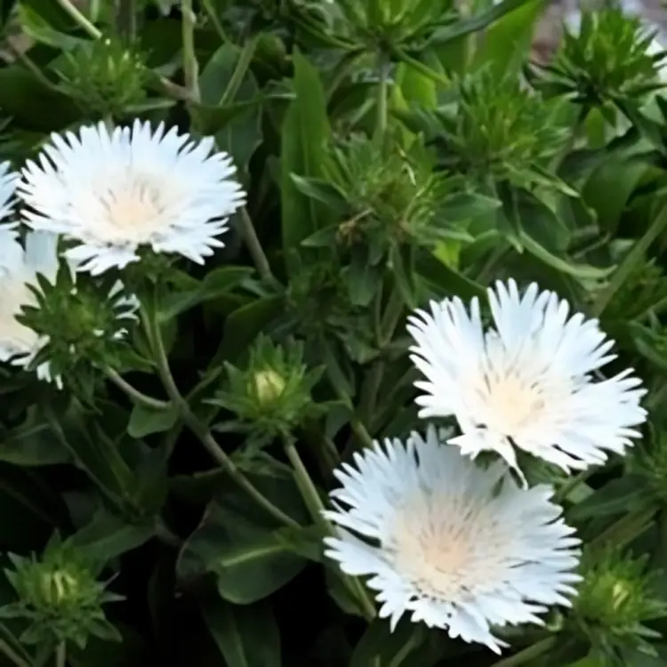 Stokesia laevis 'Divinity' | Middleton Nurseries