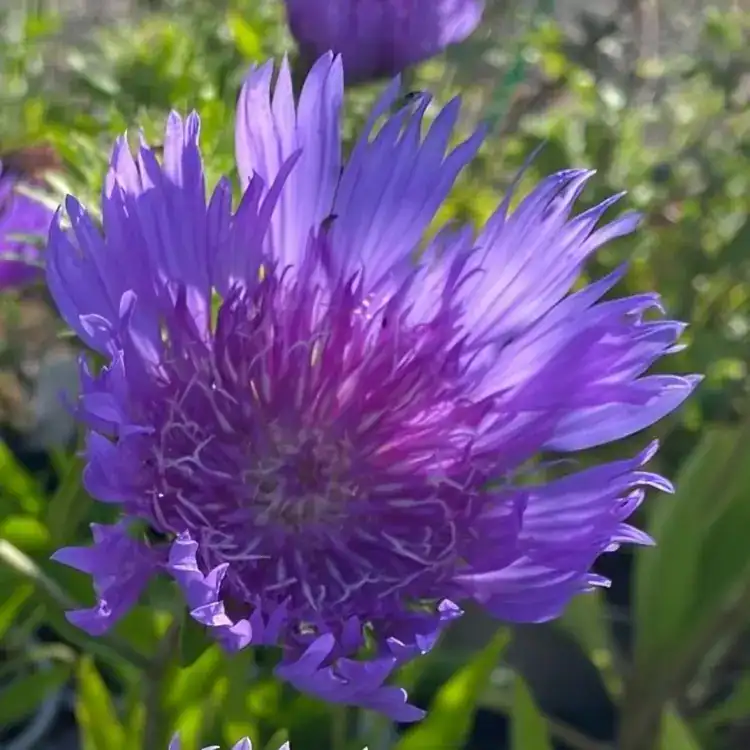 Stokesia laevis 'Klaus Jelitto' - Middleton Nurseries