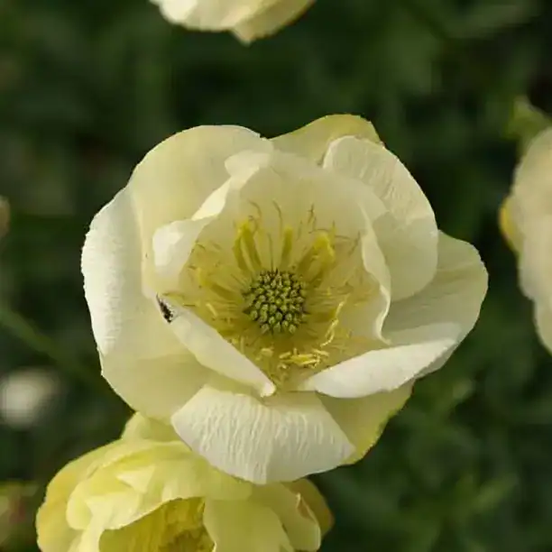 Trollius x cultorum 'Alabaster' (Globe Flower) | Middleton Nurseries