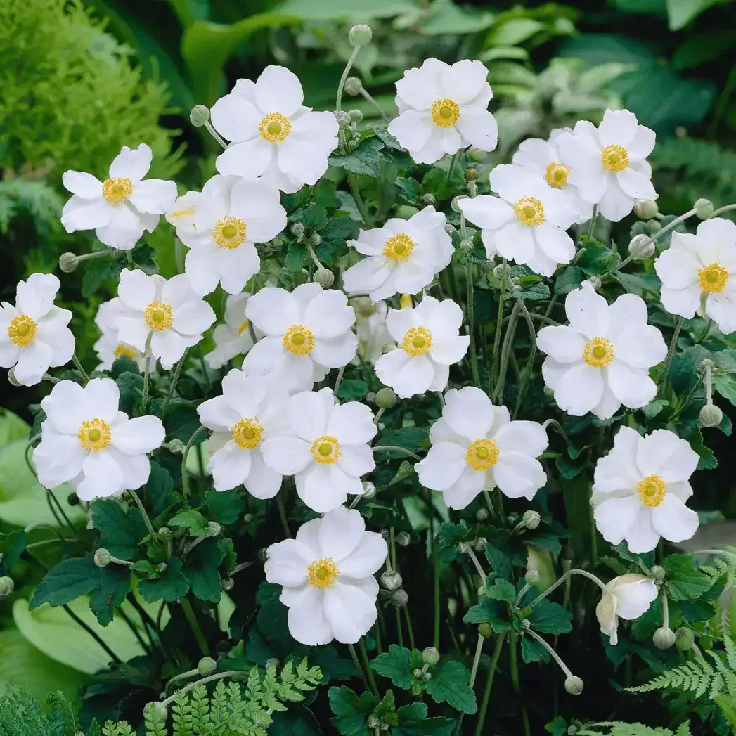 Anemone X Hybrida Honorine Jobert Japanese Anemone Middleton