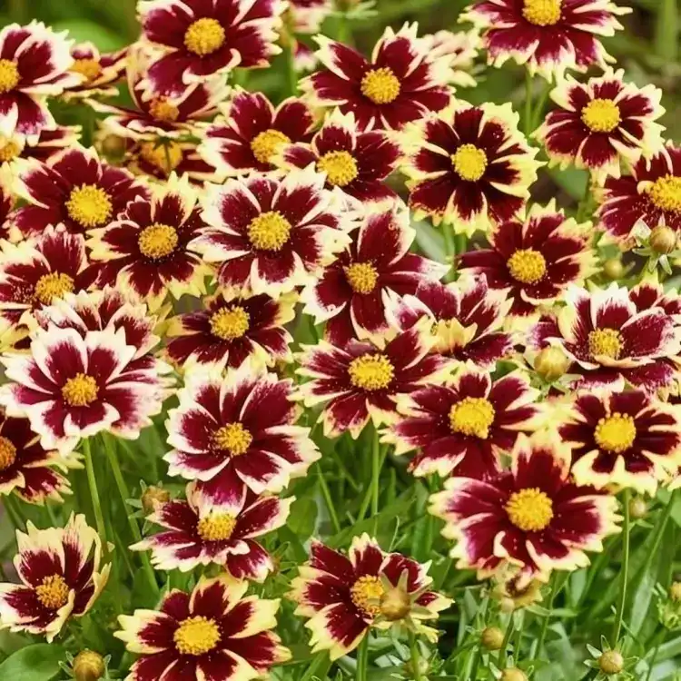 Coreopsis 'Solar Fancy' | Middleton Nurseries