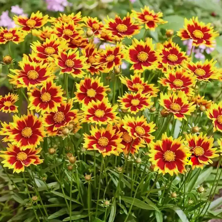 Coreopsis 'Solar Jewel' | Middleton Nurseries