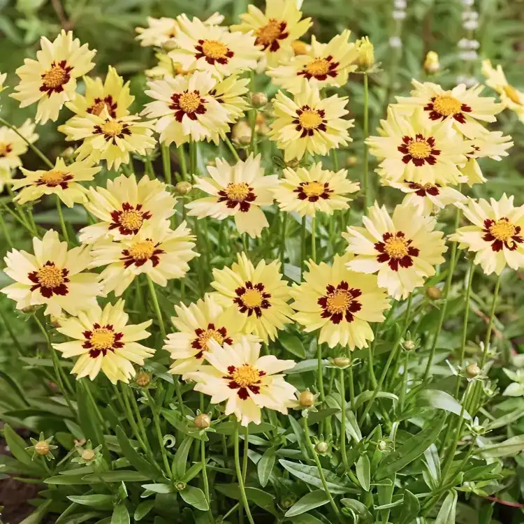 Coreopsis 'Solar Moon' | Middleton Nurseries