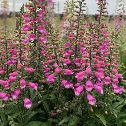 Digitalis x purpurea 'Lucas Pink' (Foxglove) | Middleton Nurseries
