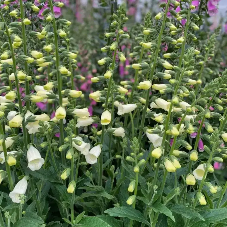 Digitalis x purpurea 'Lucas White' (Foxglove) | Middleton Nurseries