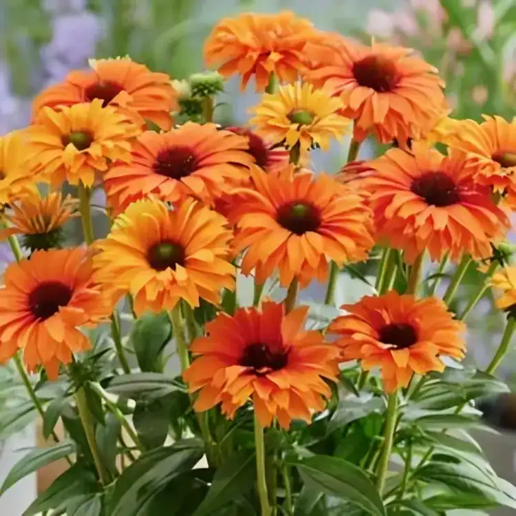 Echinacea 'SunSeekers Mineola' (Coneflower) | Middleton Nurseries