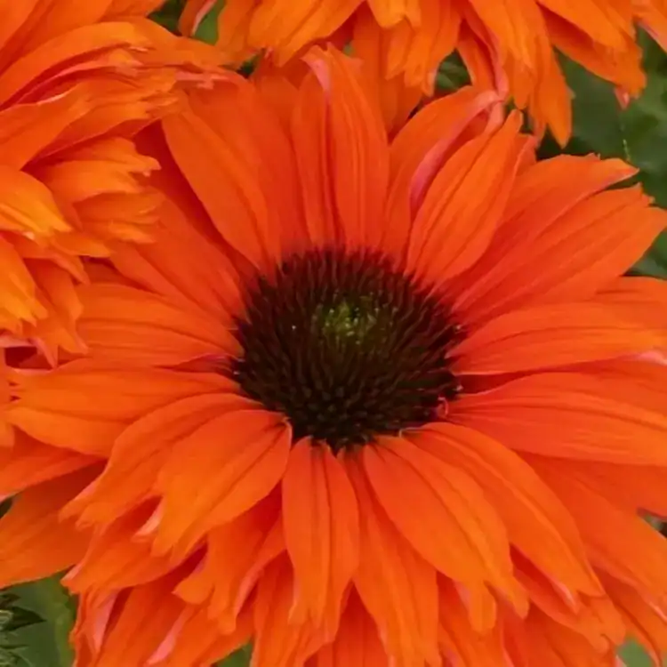 Echinacea 'SunSeekers Mineola' (Coneflower) | Middleton Nurseries