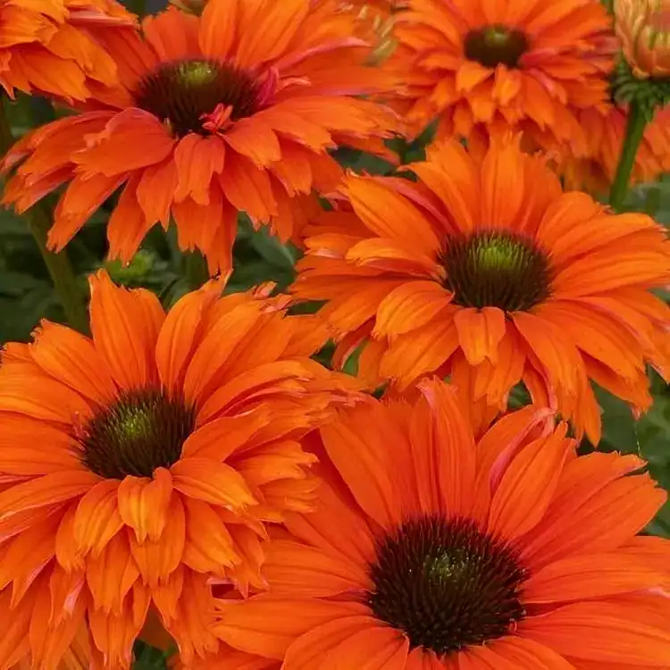 Echinacea 'SunSeekers Mineola' (Coneflower) | Middleton Nurseries