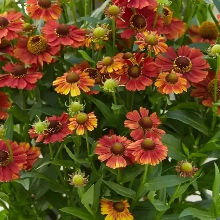 Helenium autumnale 'Strawberry Sundae' | Middleton Nurseries