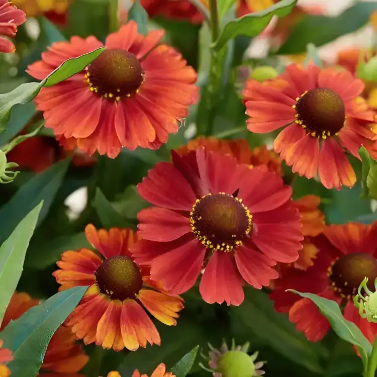 Helenium Autumnale 'Strawberry Sundae' | Buy Online UK | Middleton ...