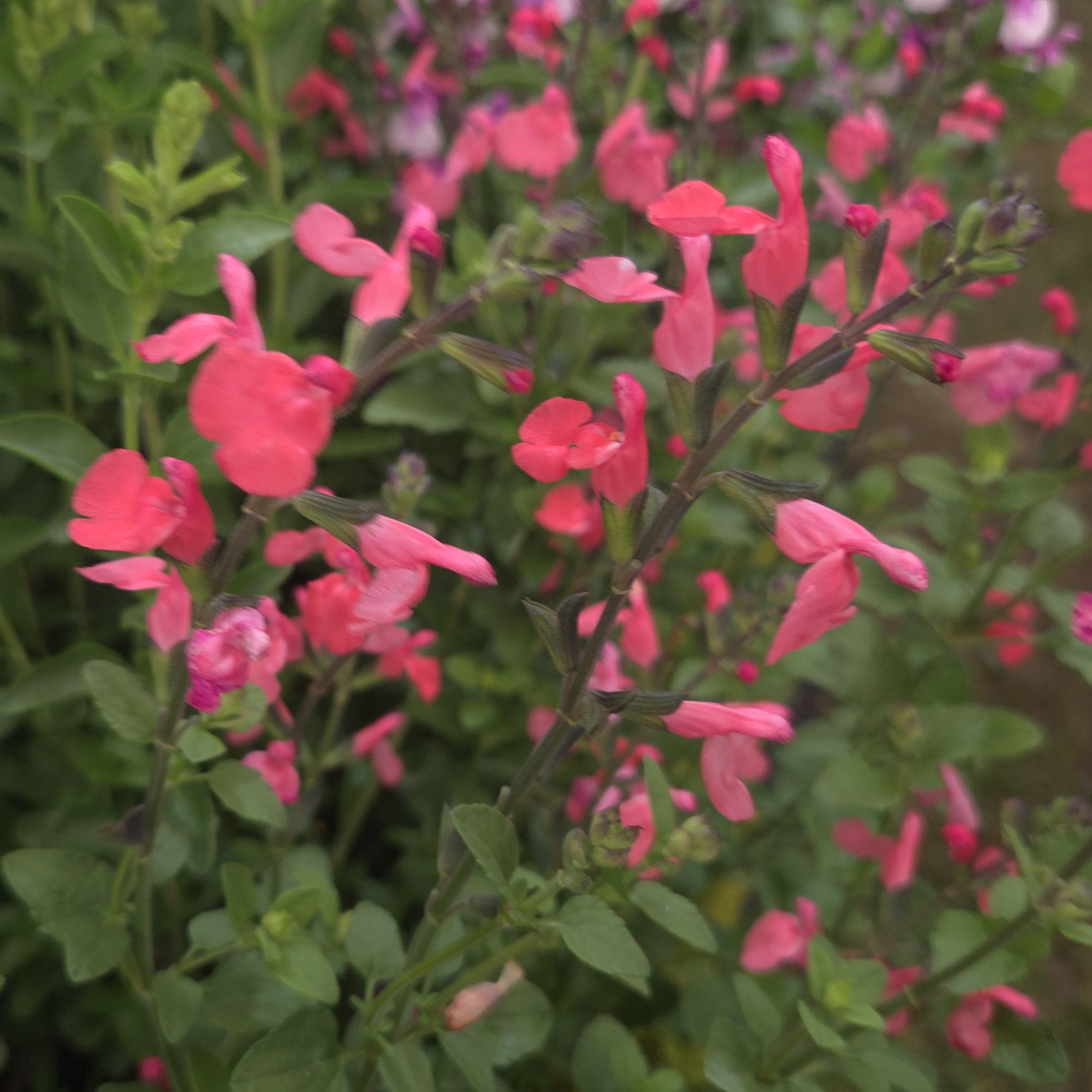 Salvia 'Love Heart' | Middleton Nurseries
