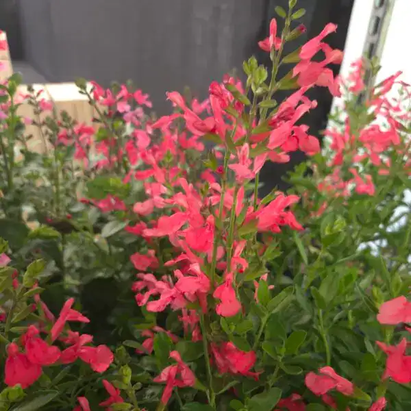 Salvia 'Apricot Spring' | Buy Online UK | Middleton Nurseries