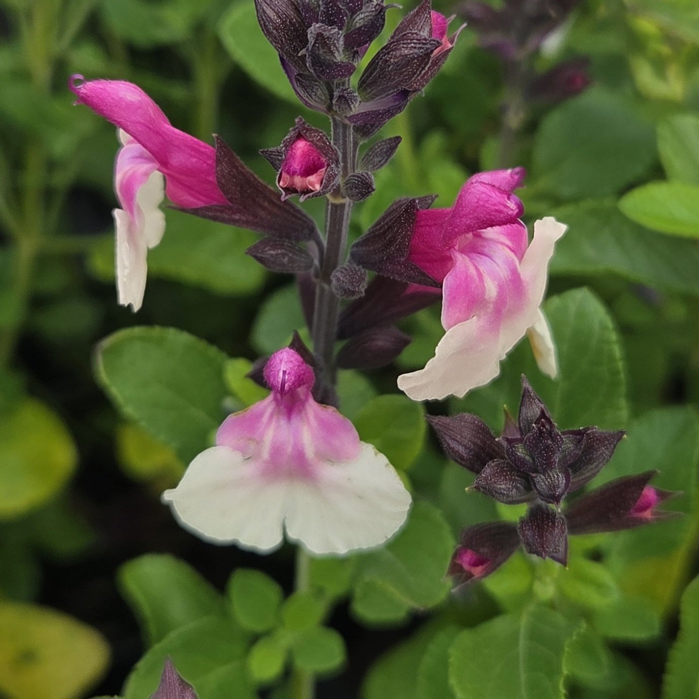 Salvia x jamensis 'Nachtvlinder' | Middleton Nurseries
