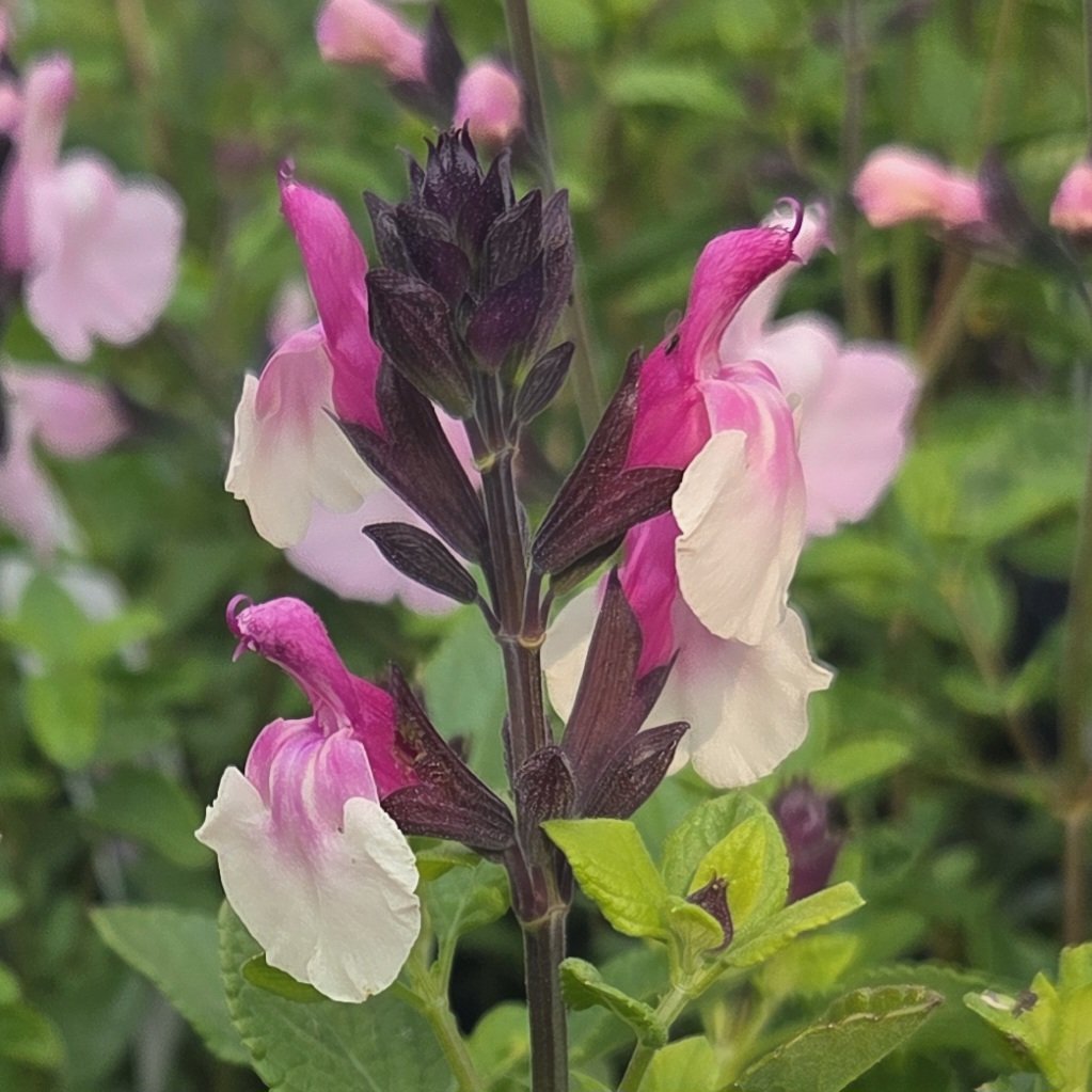 Salvia 'Raspberry Melba' | Middleton Nurseries