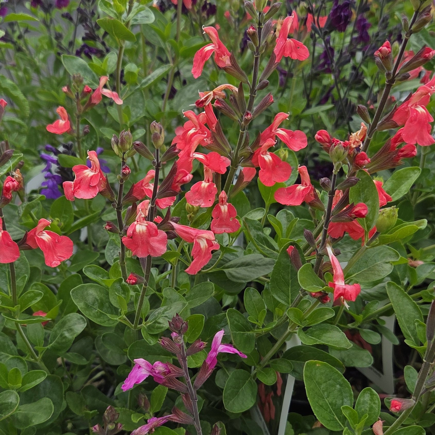 Salvia 'Pretty Flamingo' (Red Salmon) | Middleton Nurseries