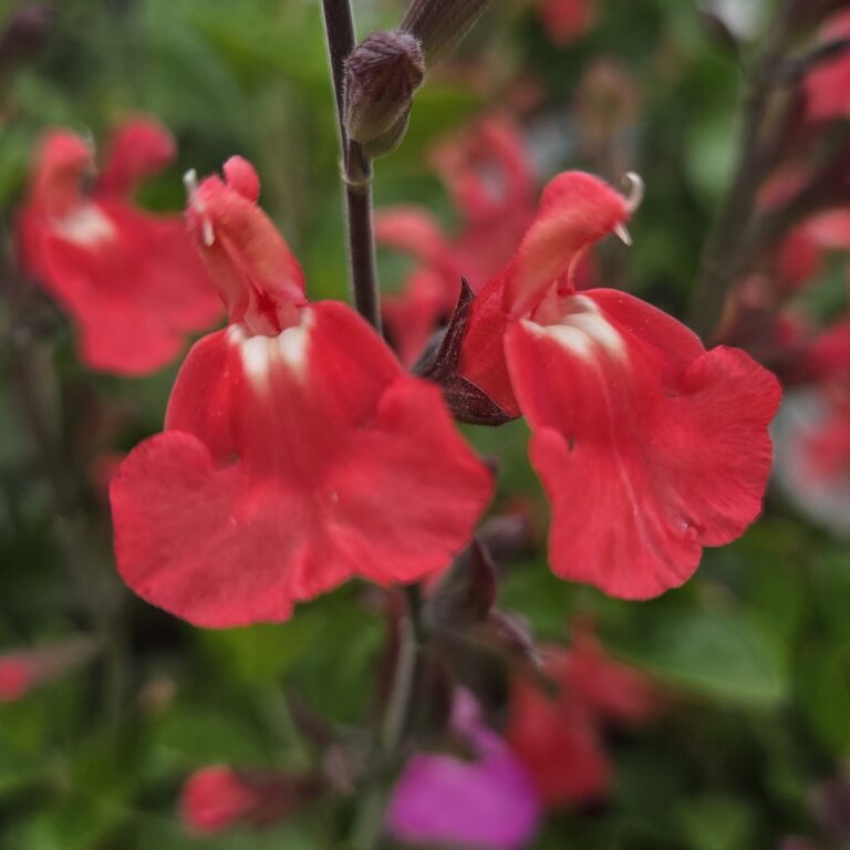 Salvia 'Pretty Flamingo' (Red Salmon) | Middleton Nurseries