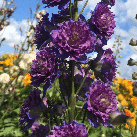 Delphinium Highlander 'Sweet Sensation' (Candle Larkspur) | Middleton Nurseries
