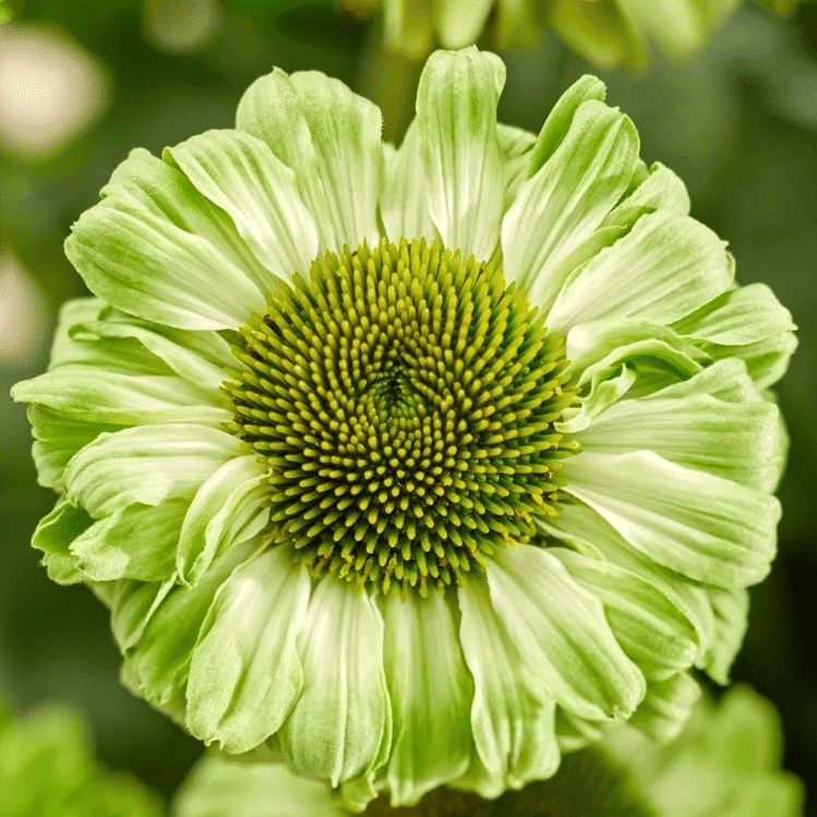Echinacea 'Sunseekers Apple Green' (Coneflower) | Middleton Nurseries