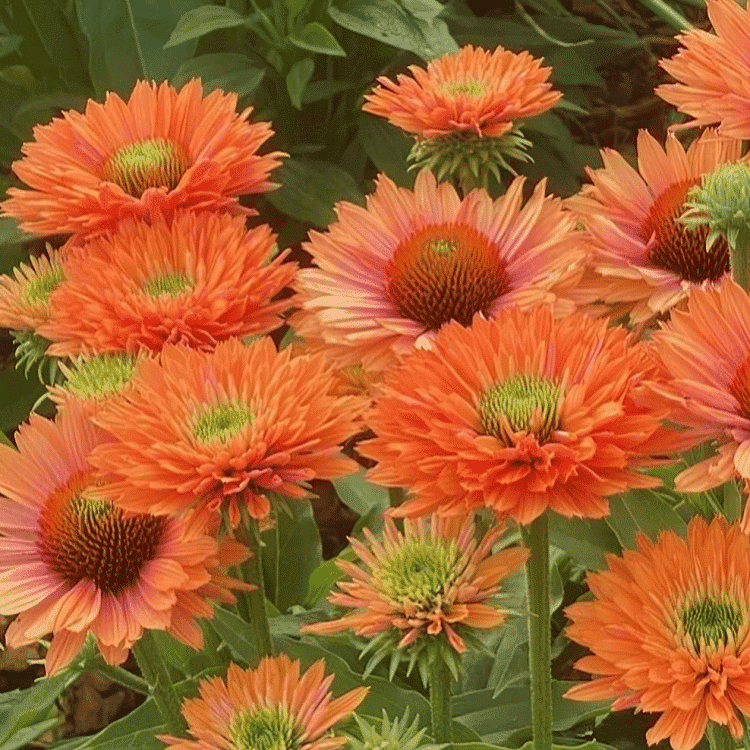 Echinacea 'Sunseekers Pumpkin Pie' (Coneflower) | Middleton Nurseries