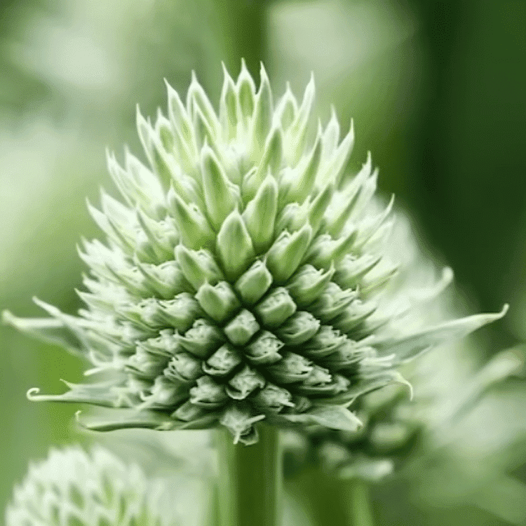 Eryngium 'Magical Silver Globe' | Middleton Nurseries