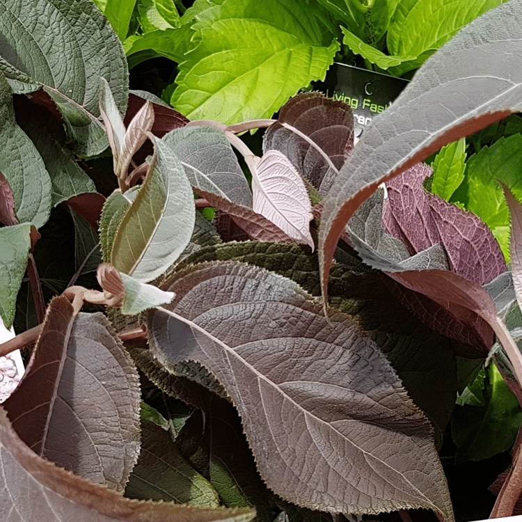 Hydrangea aspera 'Hot Chocolate' | Middleton Nurseries