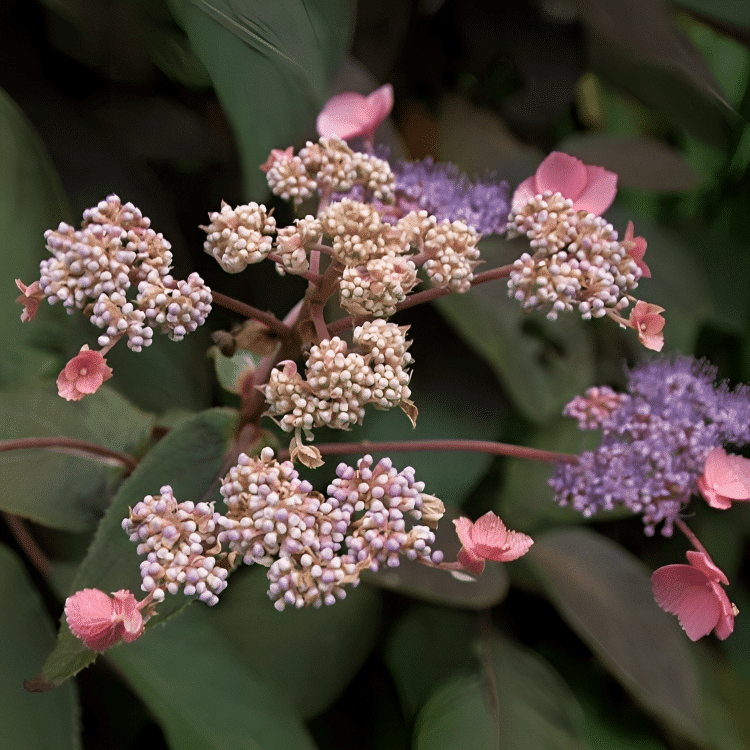 Hydrangea aspera 'Hot Chocolate' | Middleton Nurseries