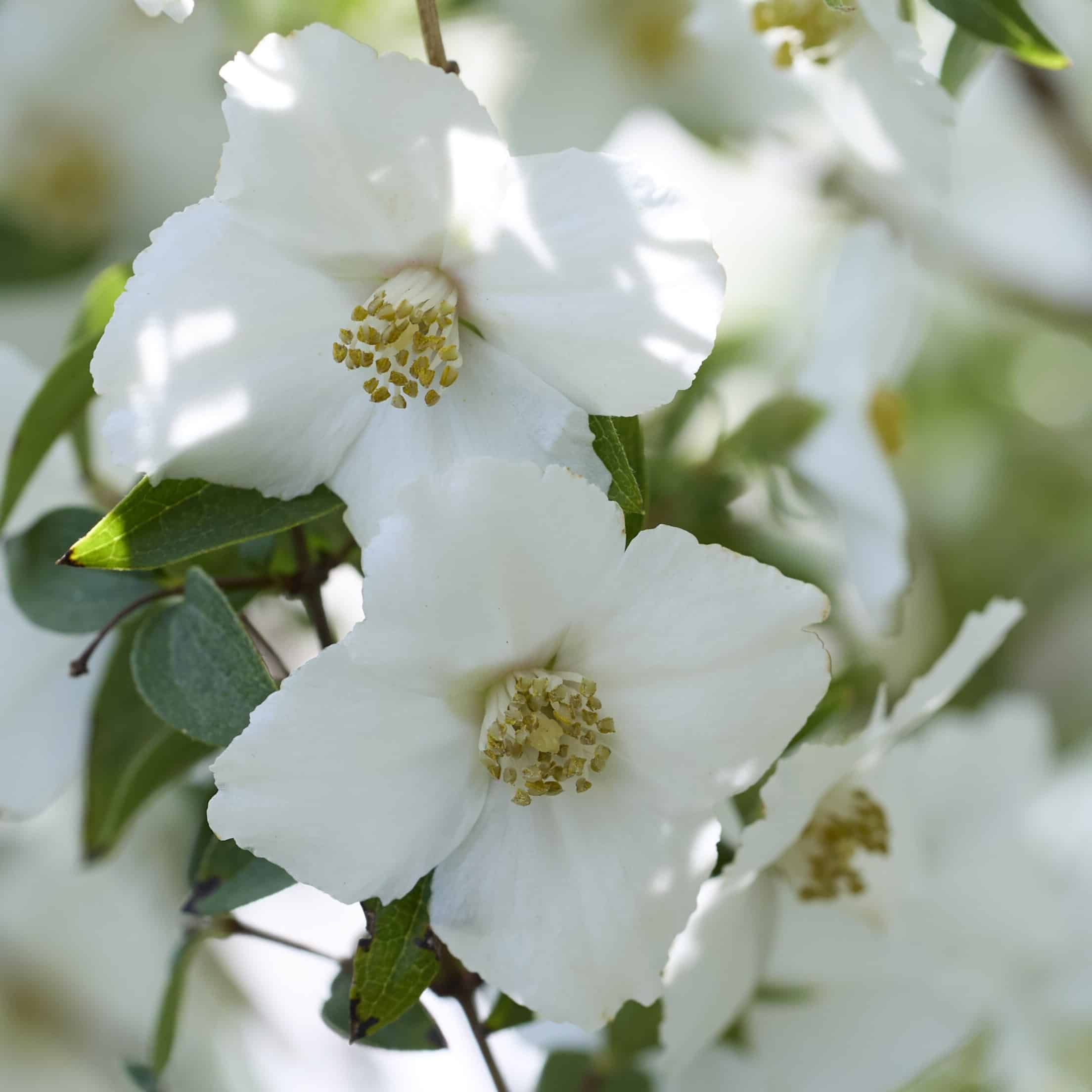 Philadelphus Petite 'Perfume White' | Middleton Nurseries
