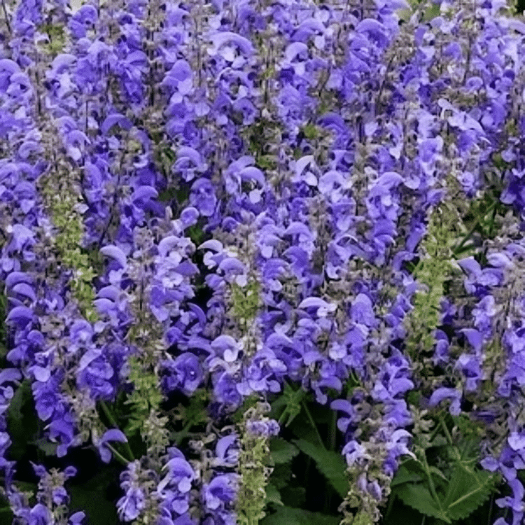 Salvia 'Big Sky' | Middleton Nurseries