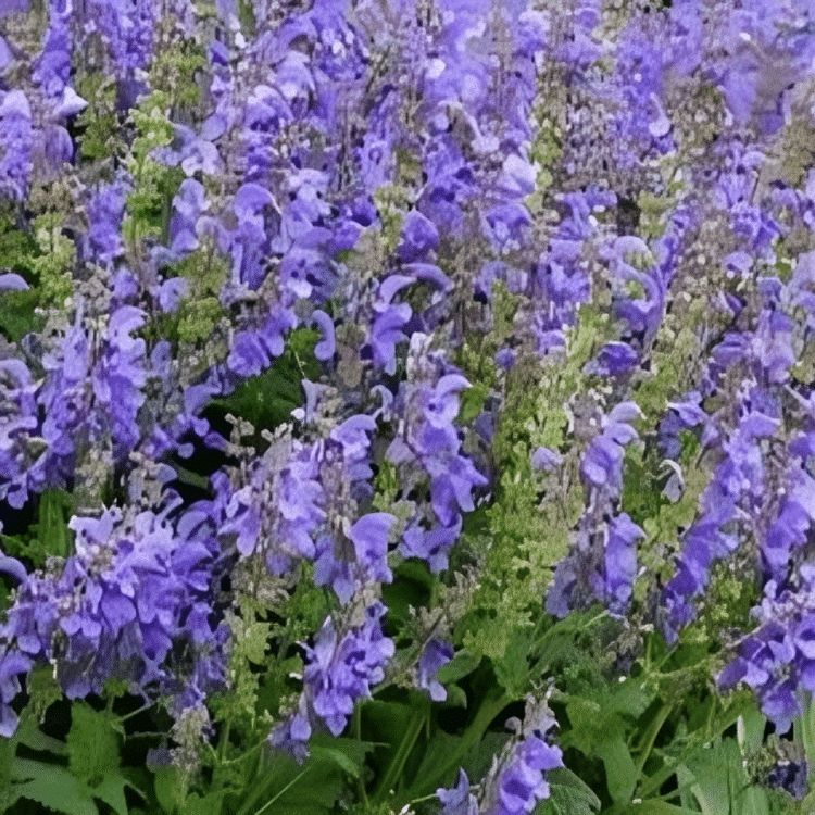 Salvia 'Big Sky' | Middleton Nurseries
