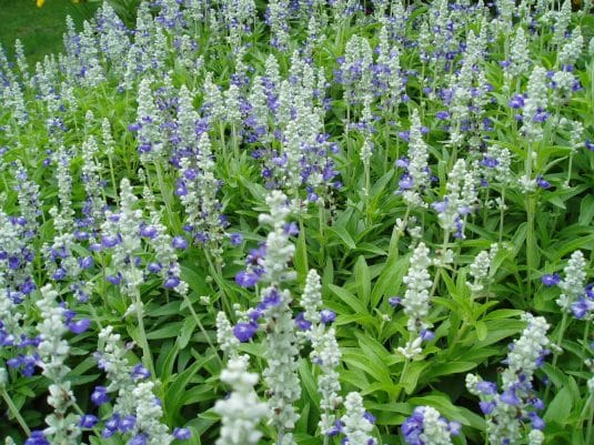 Salvia farinacea ‘Strata’ | Middleton Nurseries