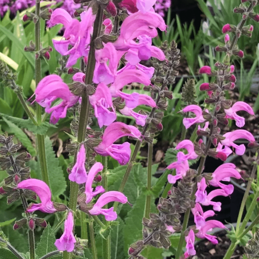 Salvia fashionista 'Moulin Rouge' | Middleton Nurseries