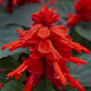 Salvia splendens ‘Mojave Red’ | Middleton Nurseries