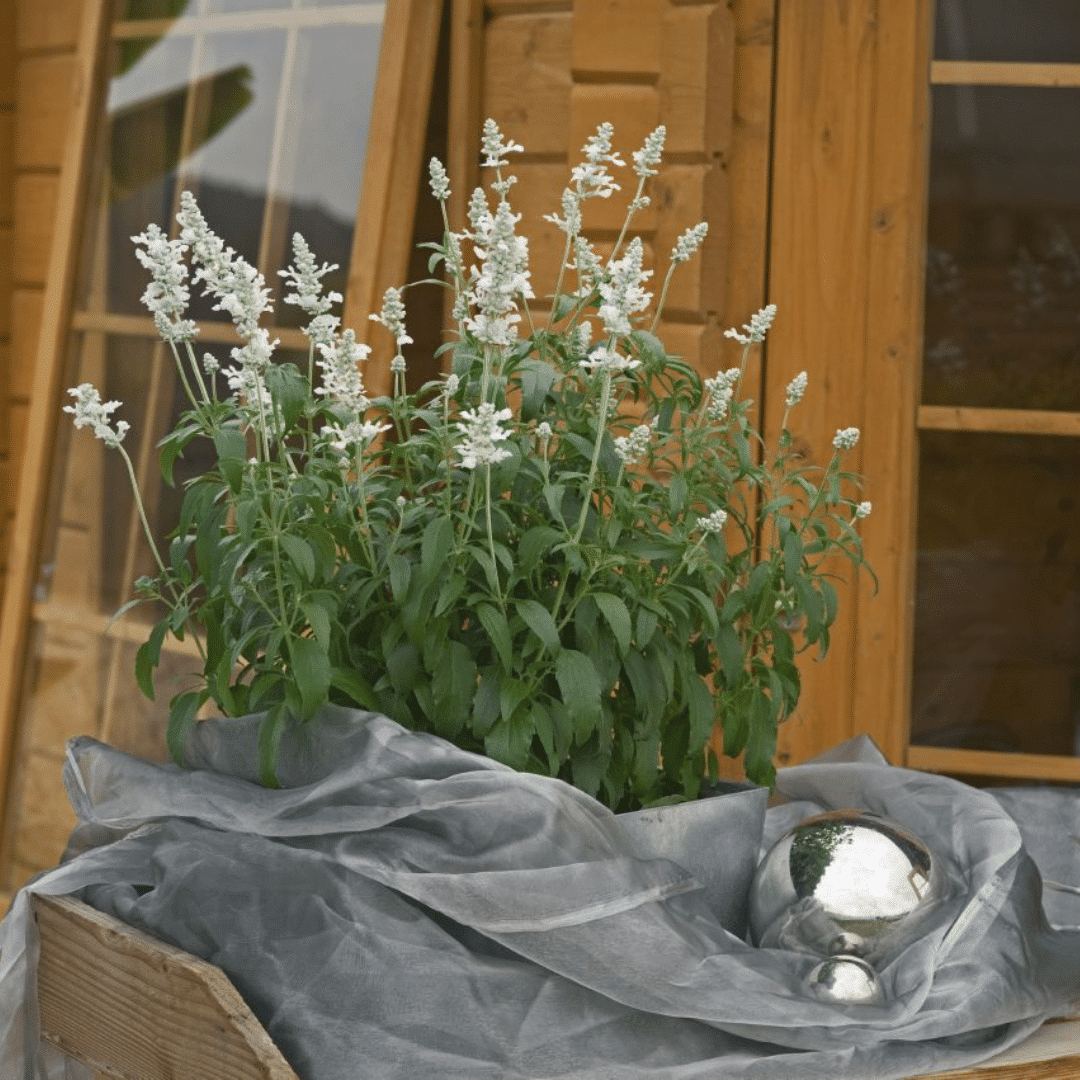 Salvia farinacea ‘Evolution White’ | Middleton Nurseries