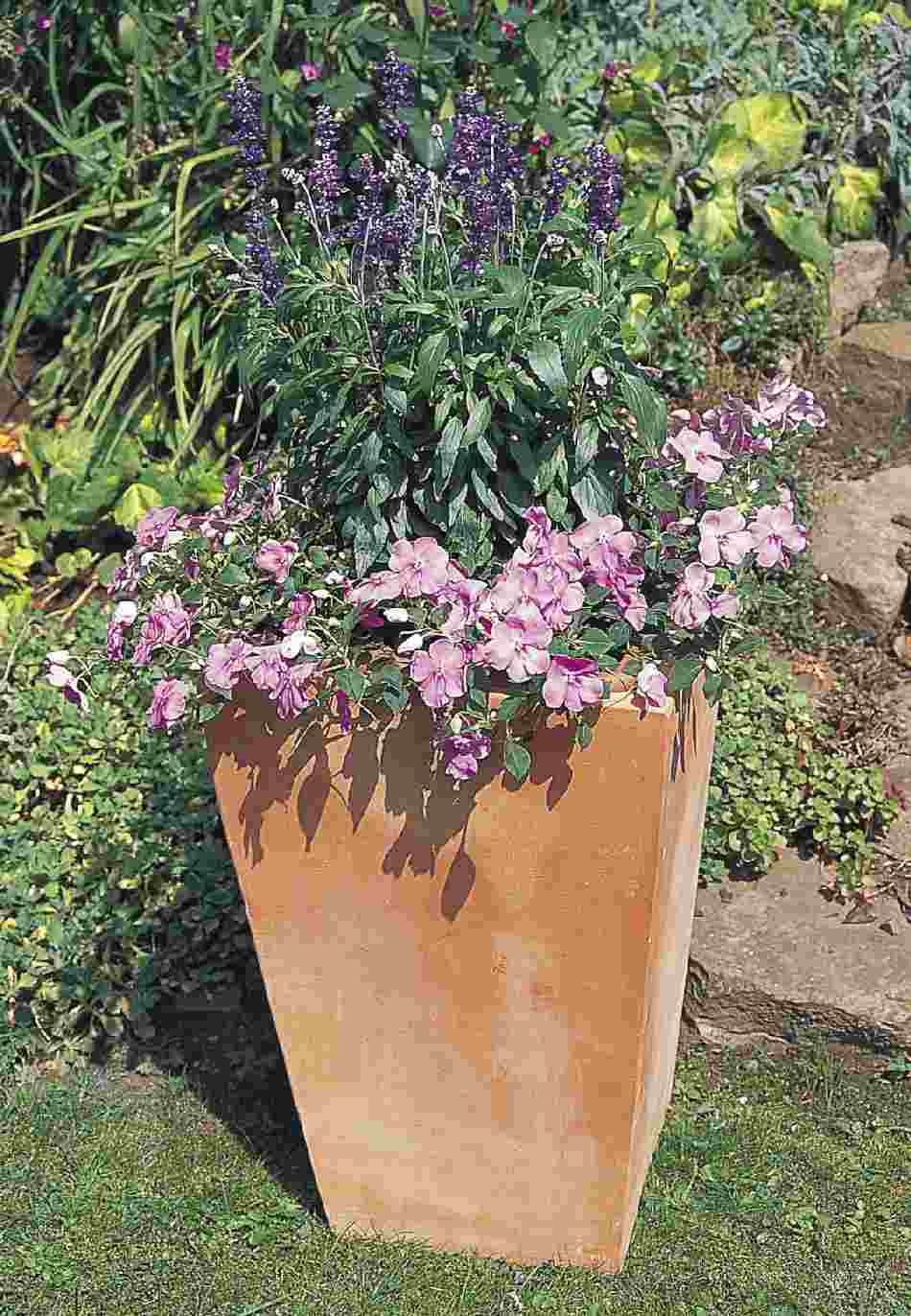 Salvia farinacea ‘Evolution Violet’ | Middleton Nurseries