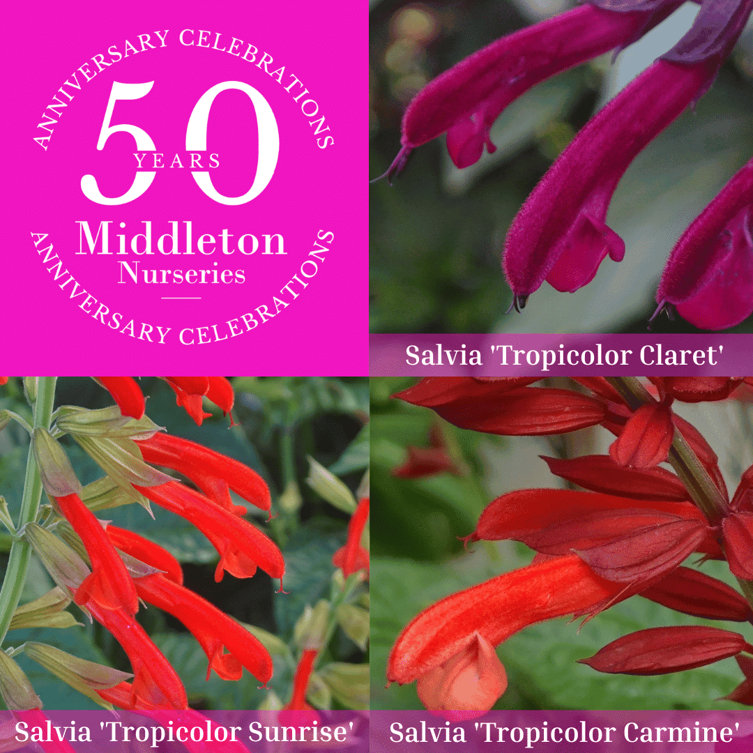 Salvia 'Regal® Rose' | Middleton Nurseries