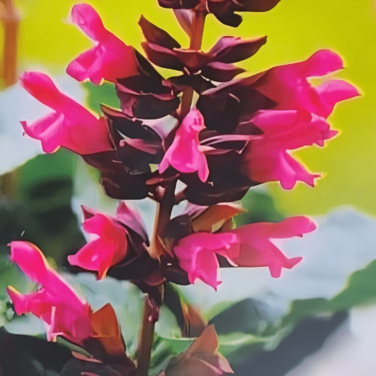 Salvia Salgoon 'Lake Flamingo' | Middleton Nurseries