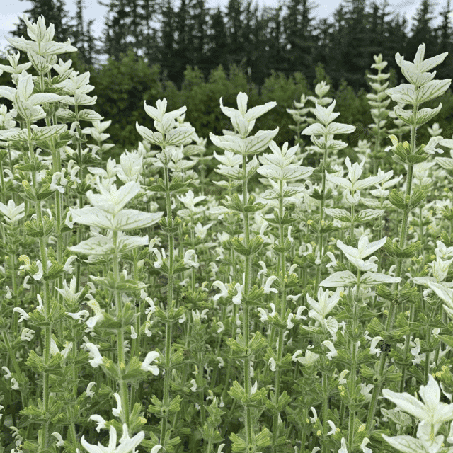 Salvia horminum 'Say So White' | Middleton Nurseries