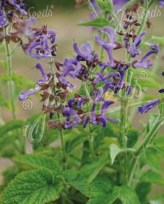 Salvia miltiorrhiza ‘Weilarhiza’ | Middleton Nurseries