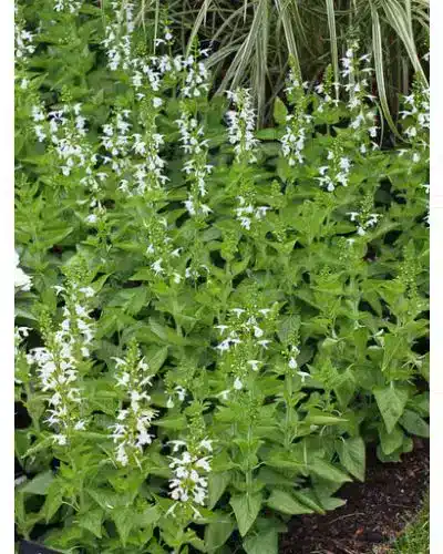 Salvia coccinea 'Snow Nymph' | Middleton Nurseries