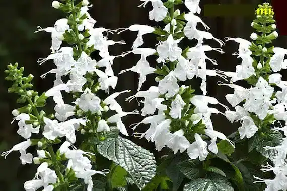 Salvia coccinea 'Snow Nymph' | Middleton Nurseries