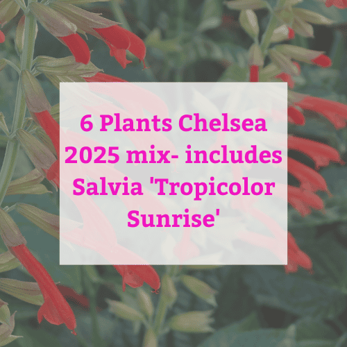 Salvia 'Regal® Rose' | Middleton Nurseries