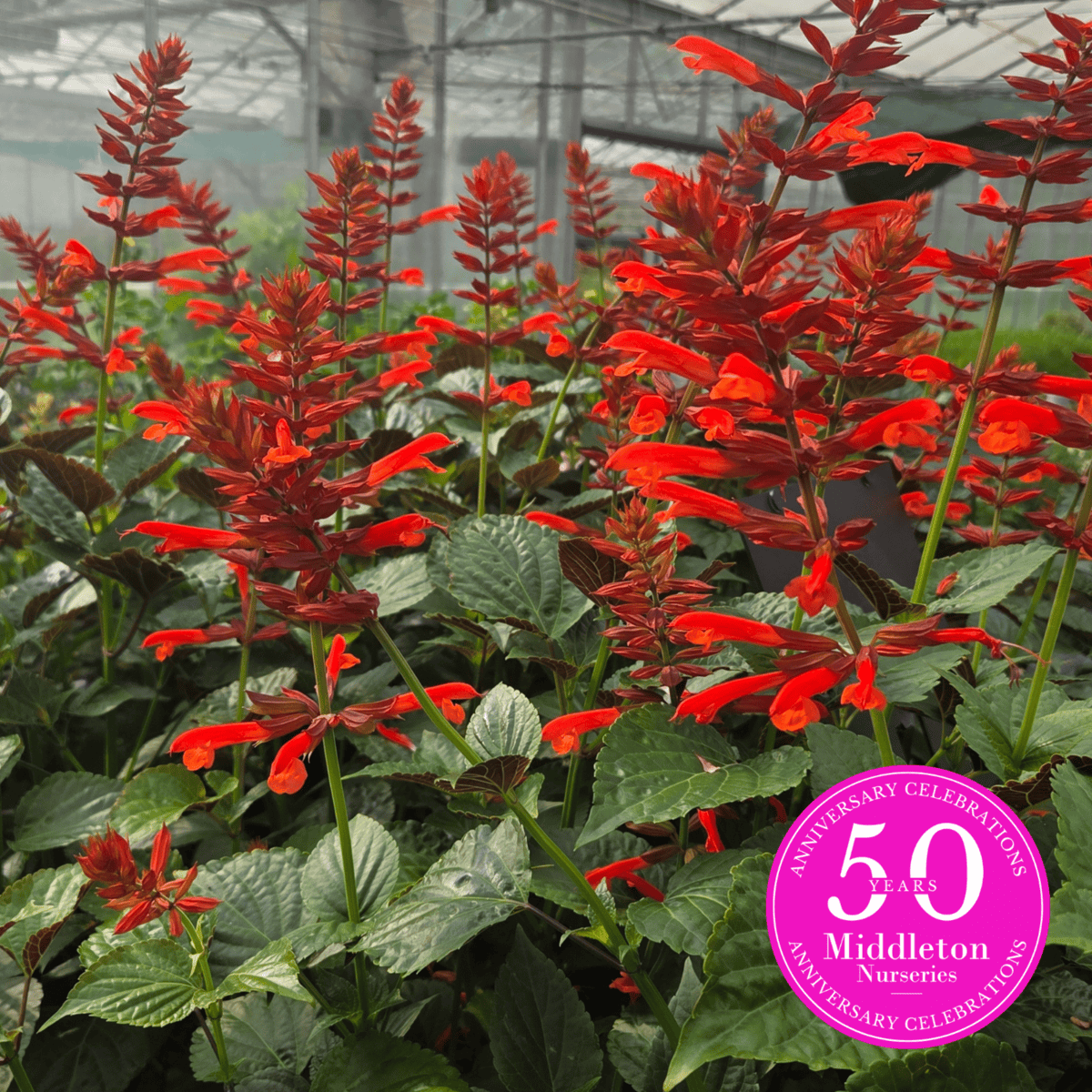 Salvia 'Regal® Rose' | Middleton Nurseries