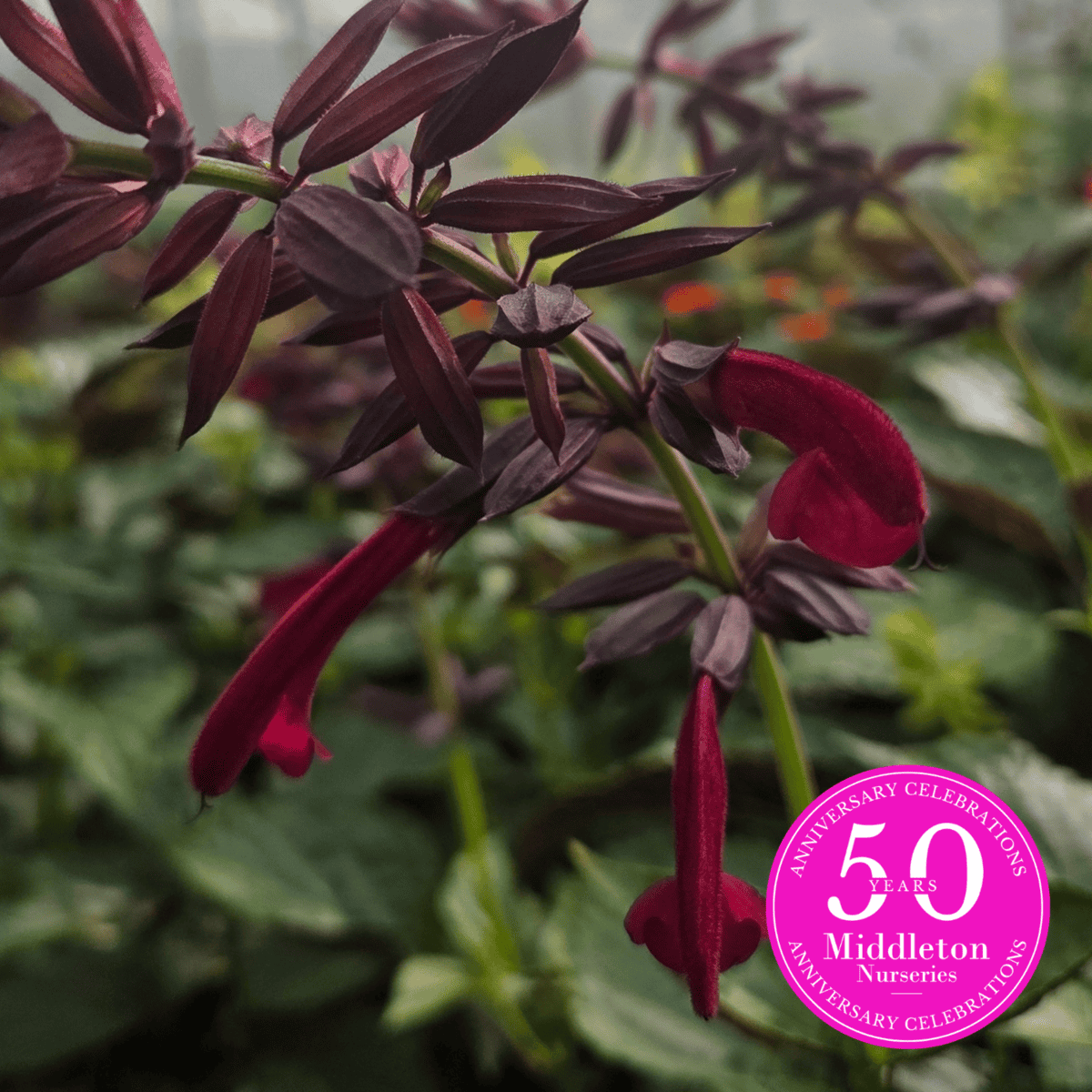 Salvia 'Regal® Rose' | Middleton Nurseries